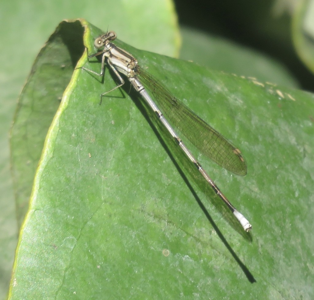 Argia anceps (Argia anceps) - Picture Insect