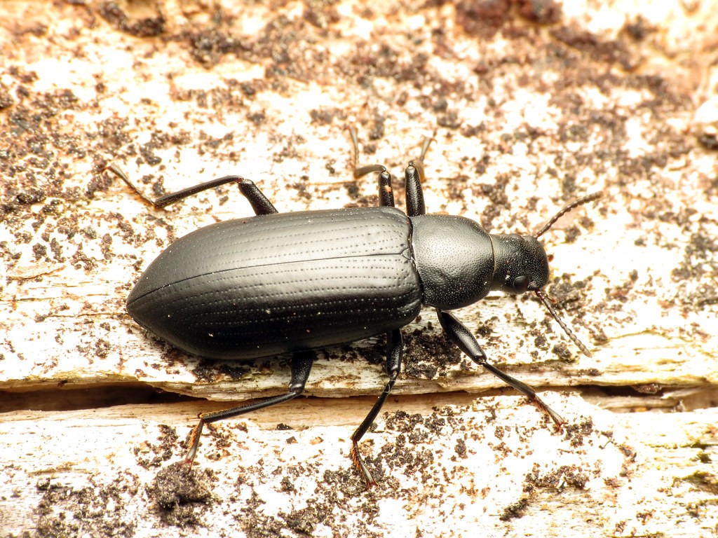 False Mealworm Beetle