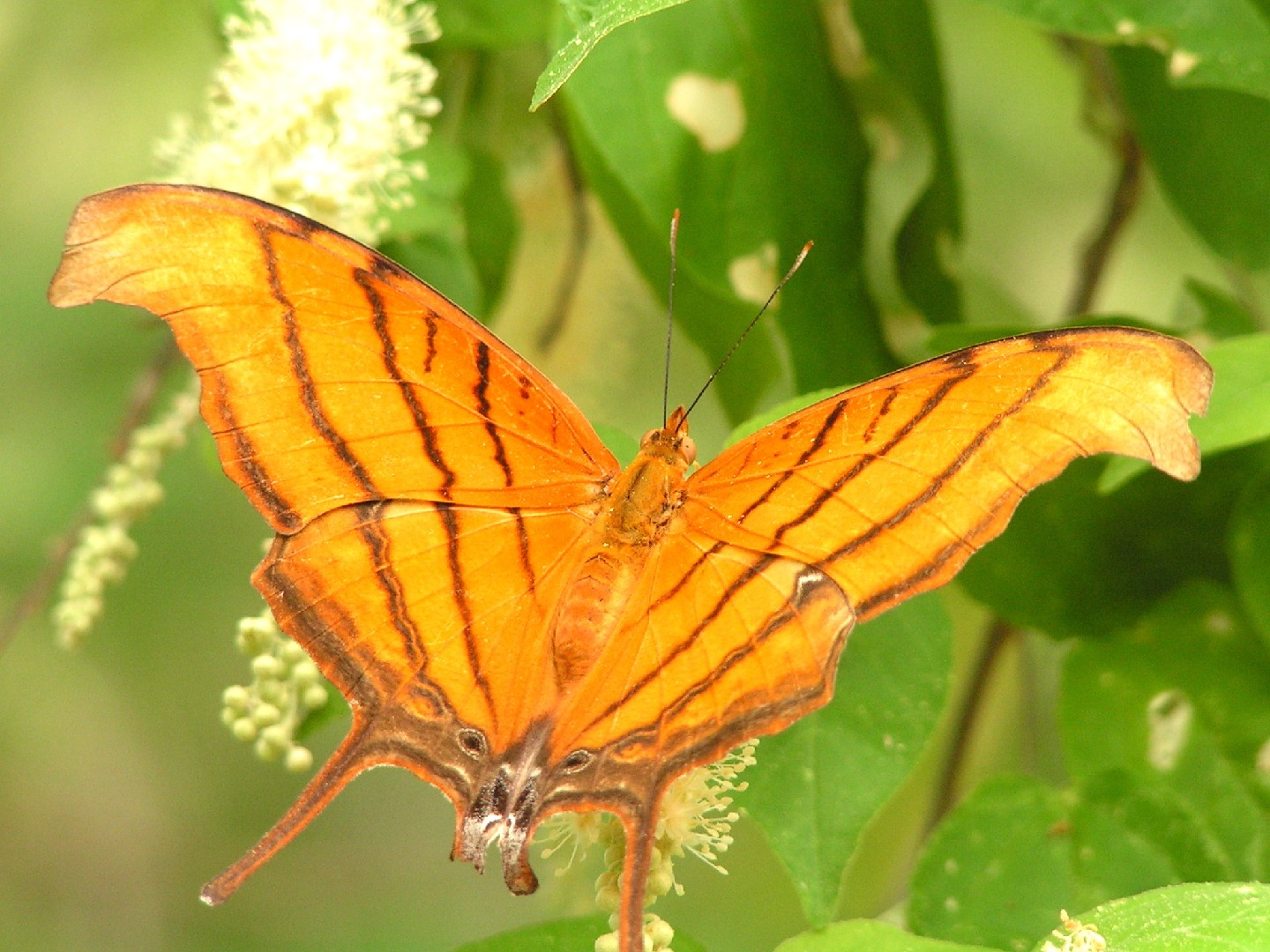 Mariposa alas de daga rojiza (Marpesia petreus) - Picture Insect