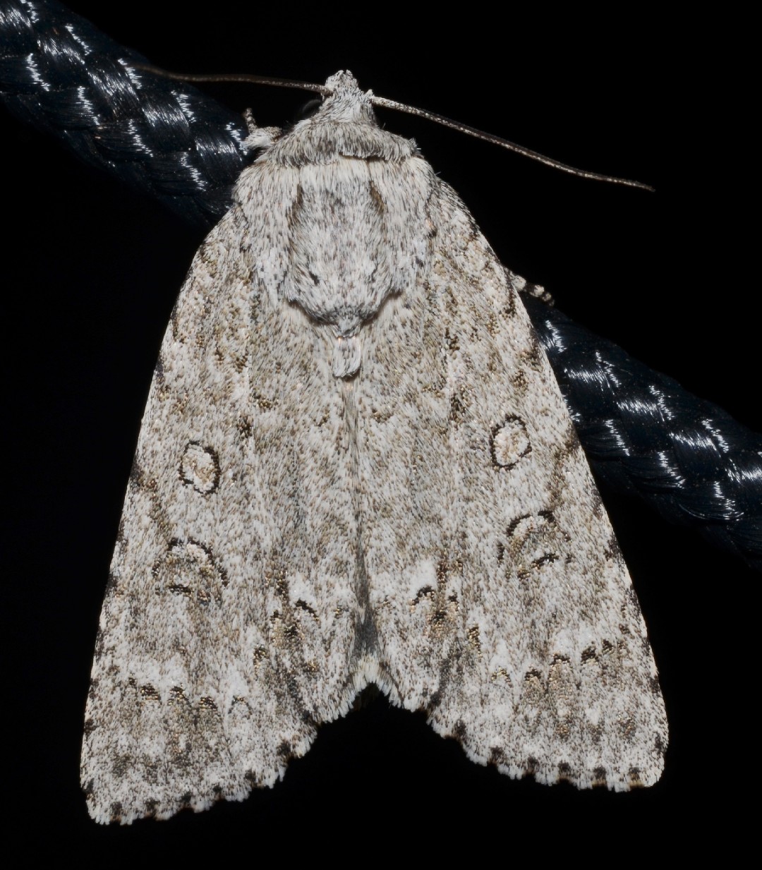 Acronicta (Acronicta) - Picture Insect