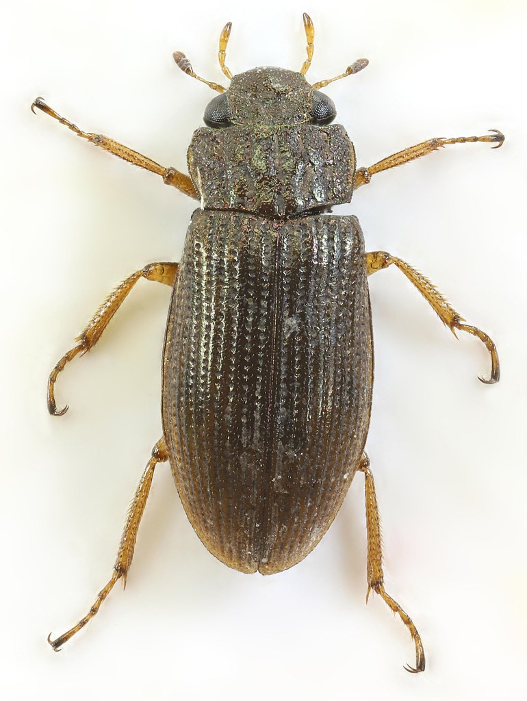 Helophorus flavipes (Helophorus flavipes) - Picture Insect