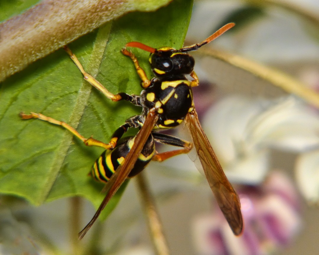 Polistes chinensis (Polistes chinensis) - Picture Insect