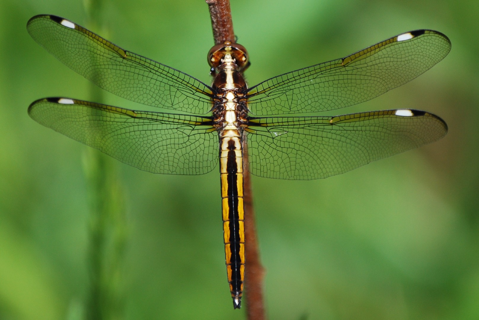 Libellula (Libellula) - Picture Insect