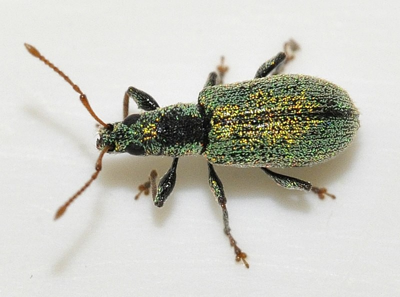 Долгоносик серебристый (Phyllobius argentatus) - Picture Insect