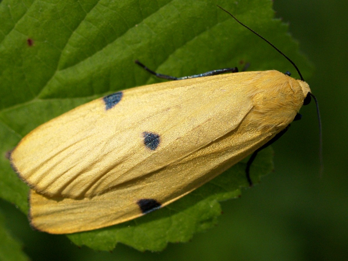 Lithosia (Lithosia) - Picture Insect
