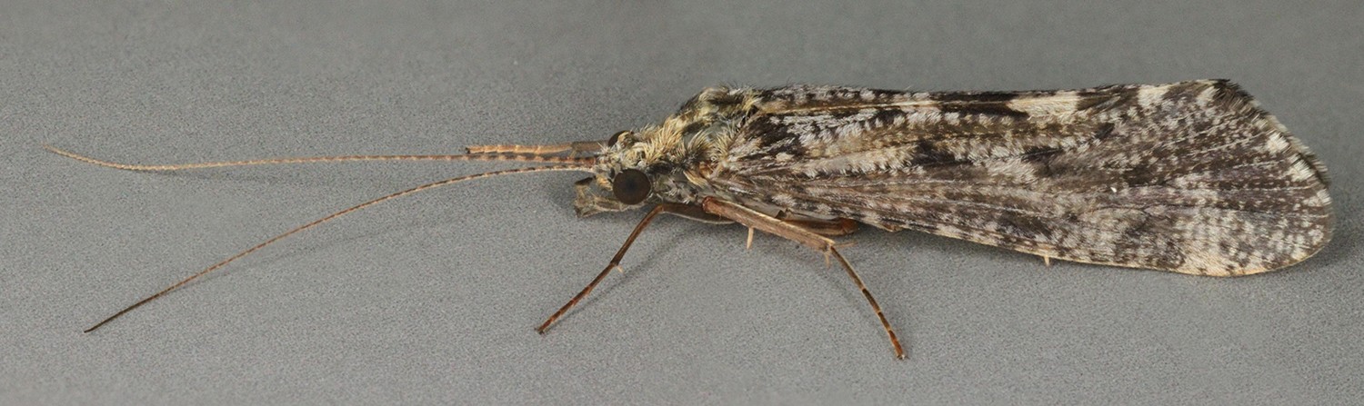 Hydropsyche siltalai (Hydropsyche siltalai) - Picture Insect