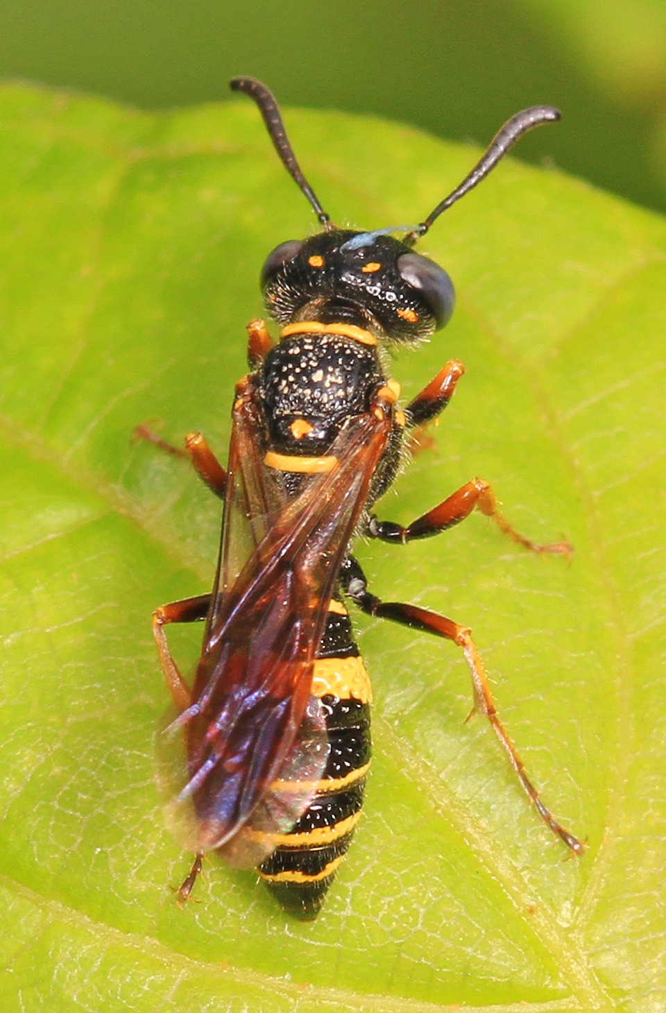 Philanthus gibbosus (Philanthus gibbosus) - Picture Insect