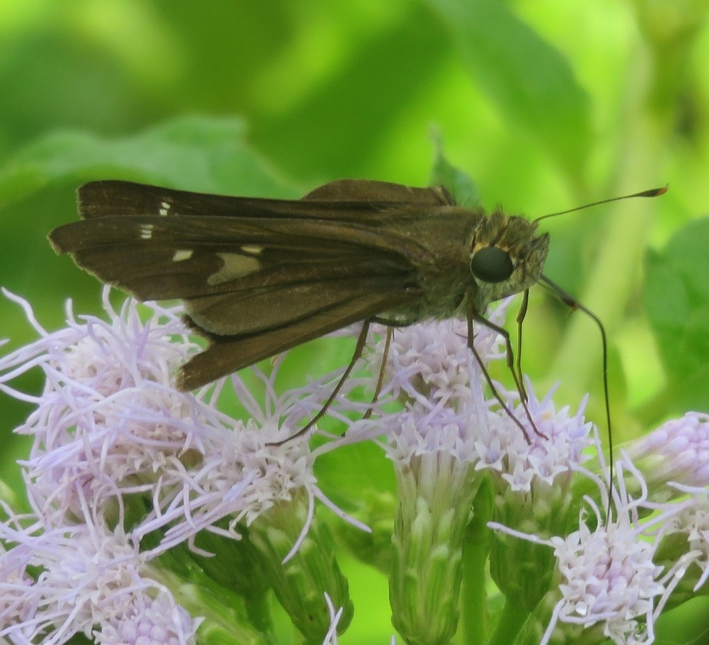 Panoquina lucas (Panoquina lucas) - Picture Insect