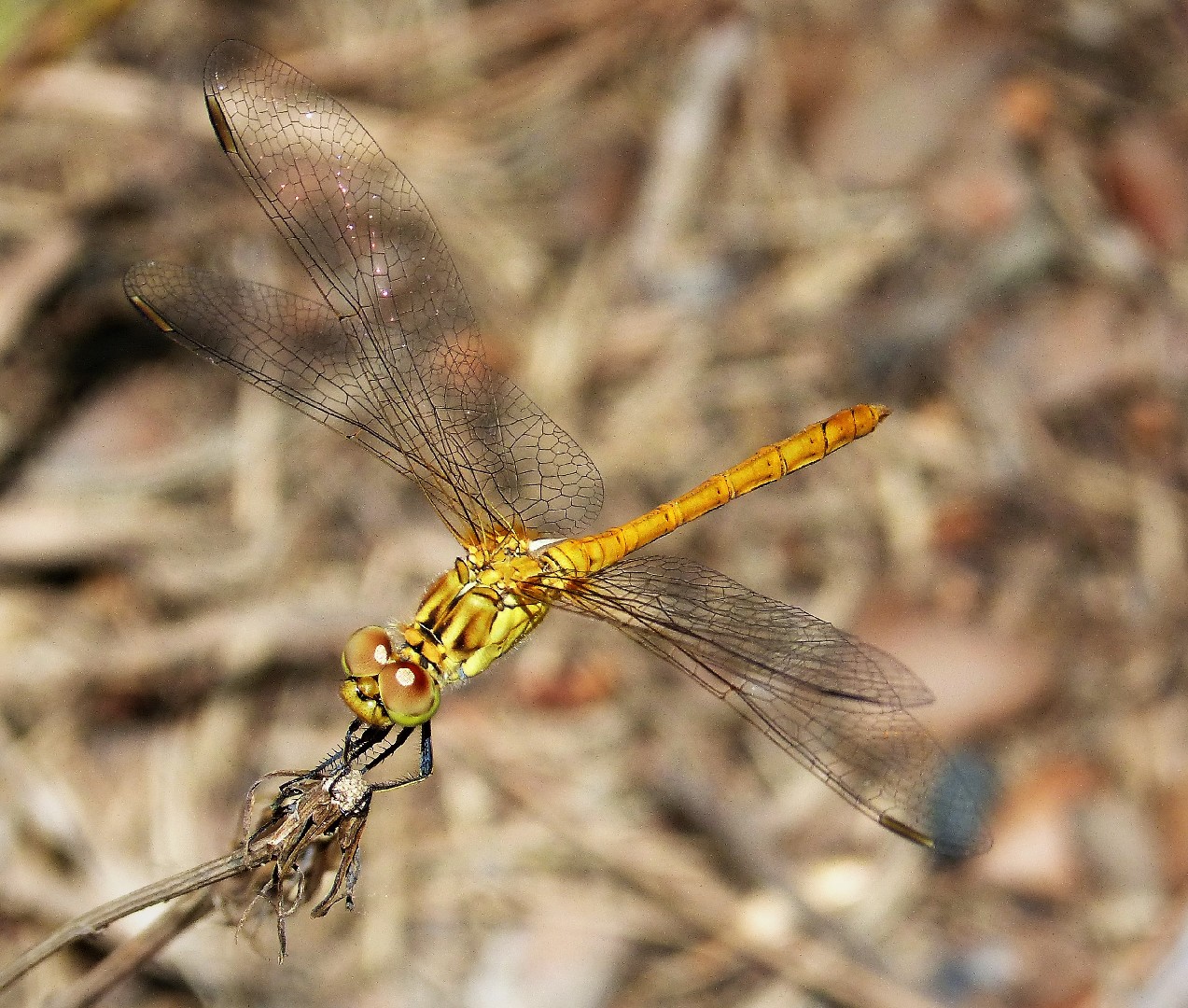 Sympetrum meridionale (Sympetrum meridionale) - Picture Insect