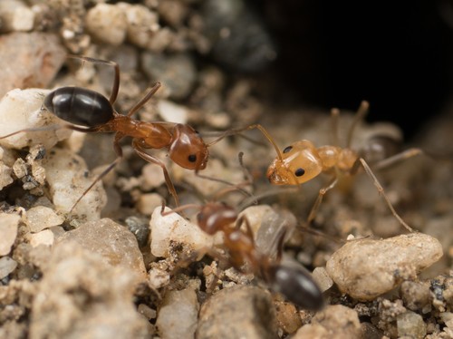 Dorymyrmex bicolor (Dorymyrmex bicolor) - Picture Insect