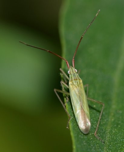 Trigonotylus (Trigonotylus) - Picture Insect