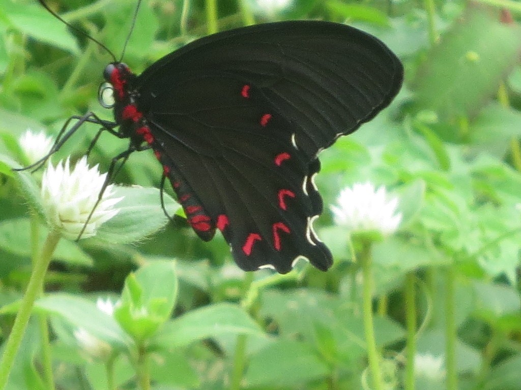 Parides montezuma (Parides montezuma) - Picture Insect