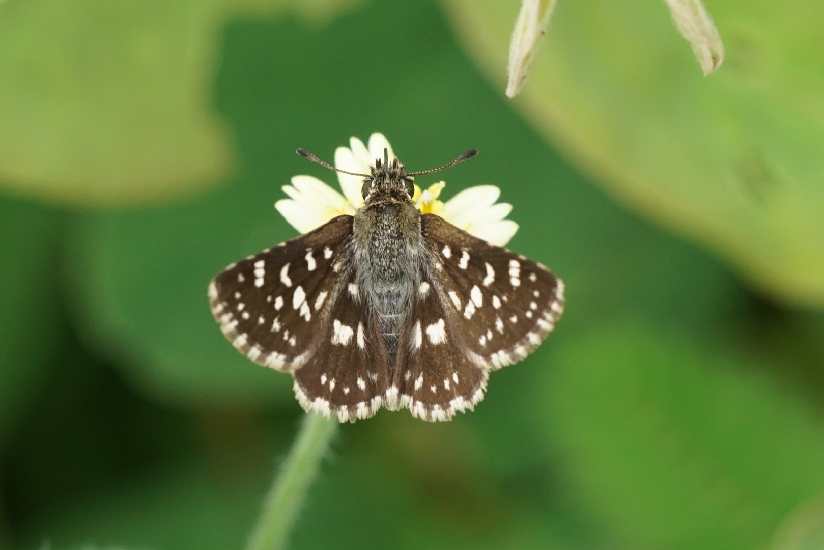 Spialia (Spialia) - Picture Insect