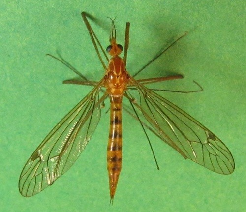 Zancudo tigre oxidado (Nephrotoma ferruginea) - Picture Insect