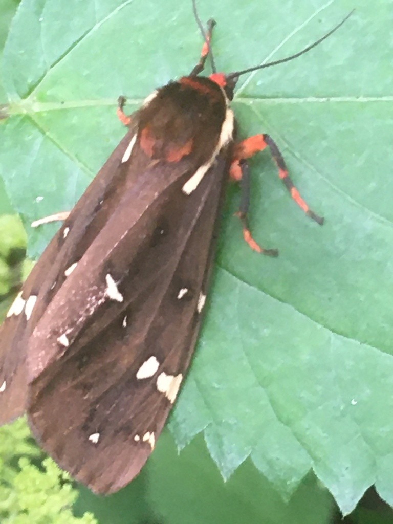 Arctia parthenos (Arctia parthenos) - Picture Insect