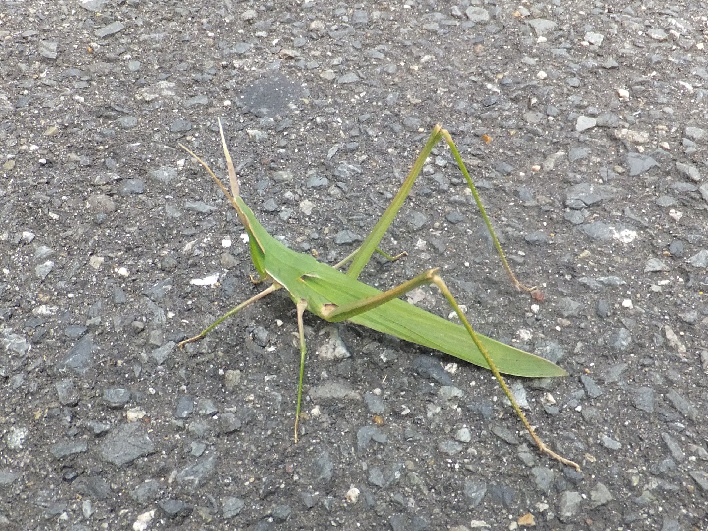 Acrida cinerea (Acrida cinerea) - Picture Insect