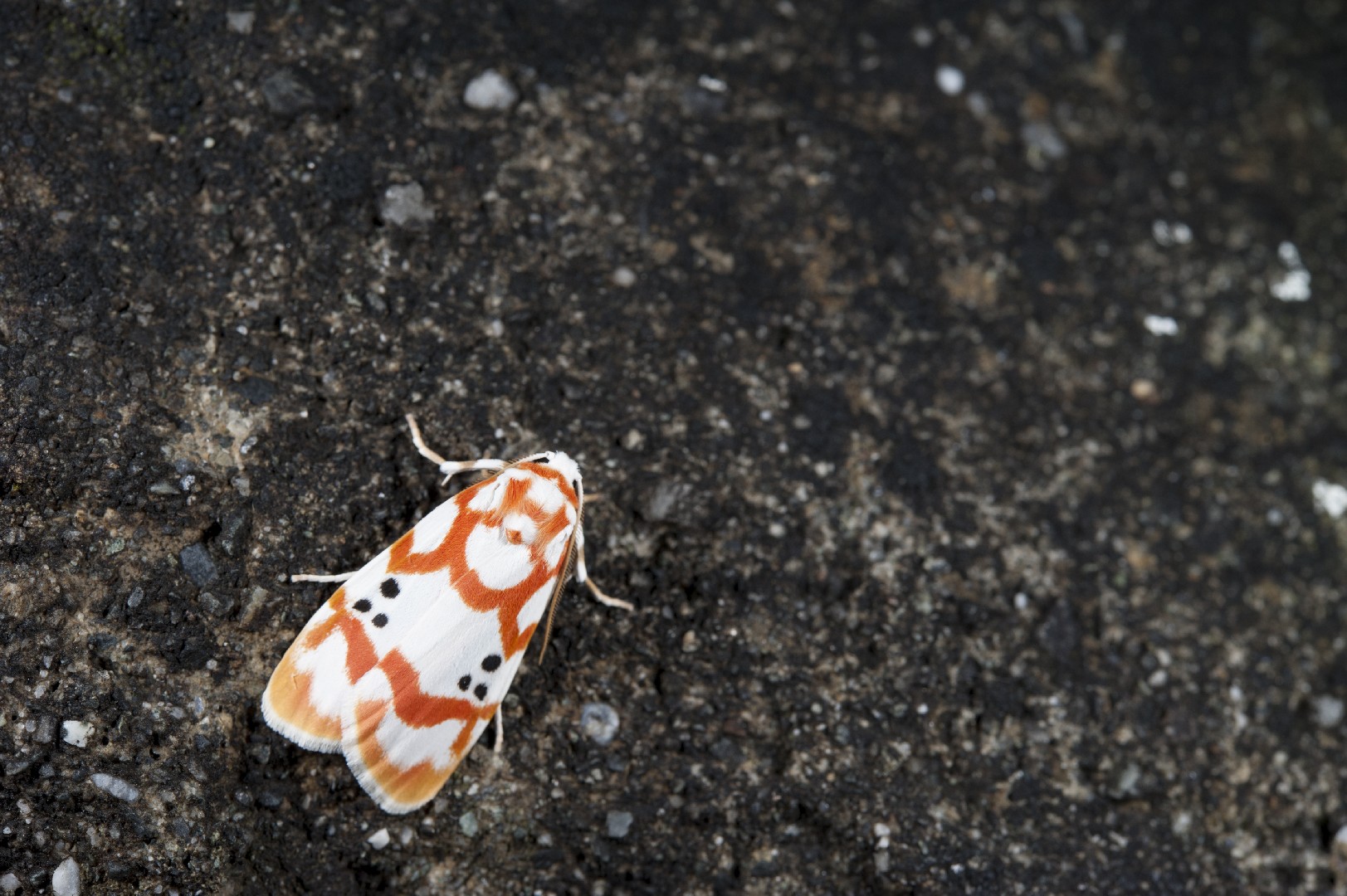 Cyana (Cyana) - Picture Insect