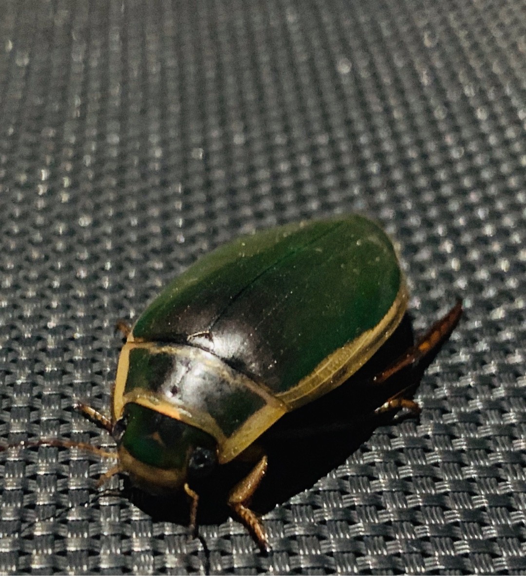 Dytiscus (Dytiscus) - Picture Insect