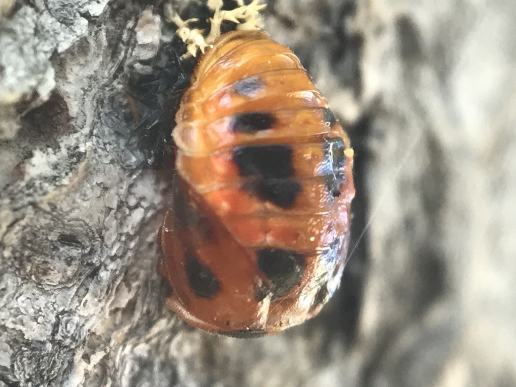 Coccinellidae (pupa) (Coccinellidae (pupa)) - Picture Insect