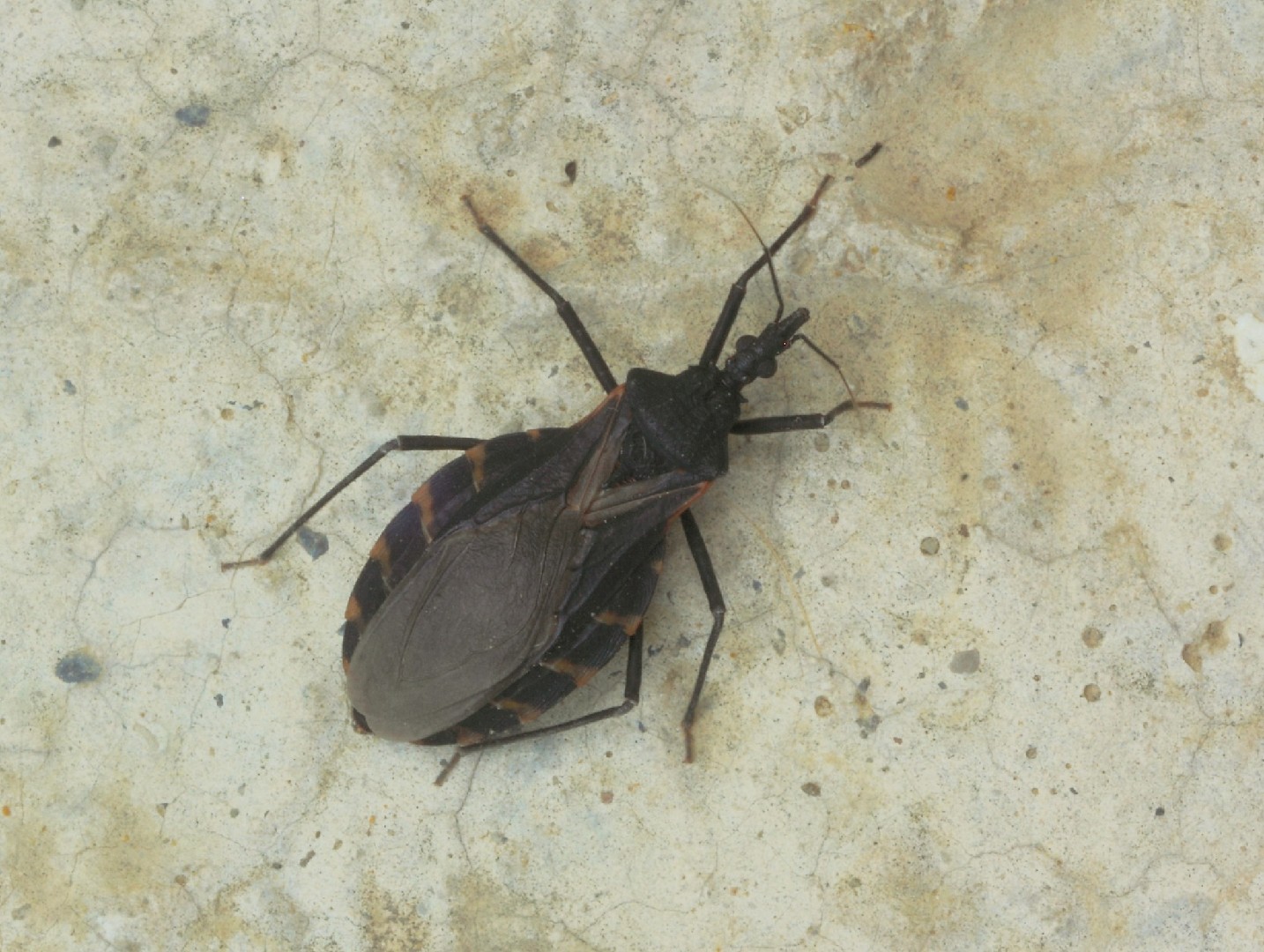 Triatoma gerstaeckeri (Triatoma gerstaeckeri) - Picture Insect