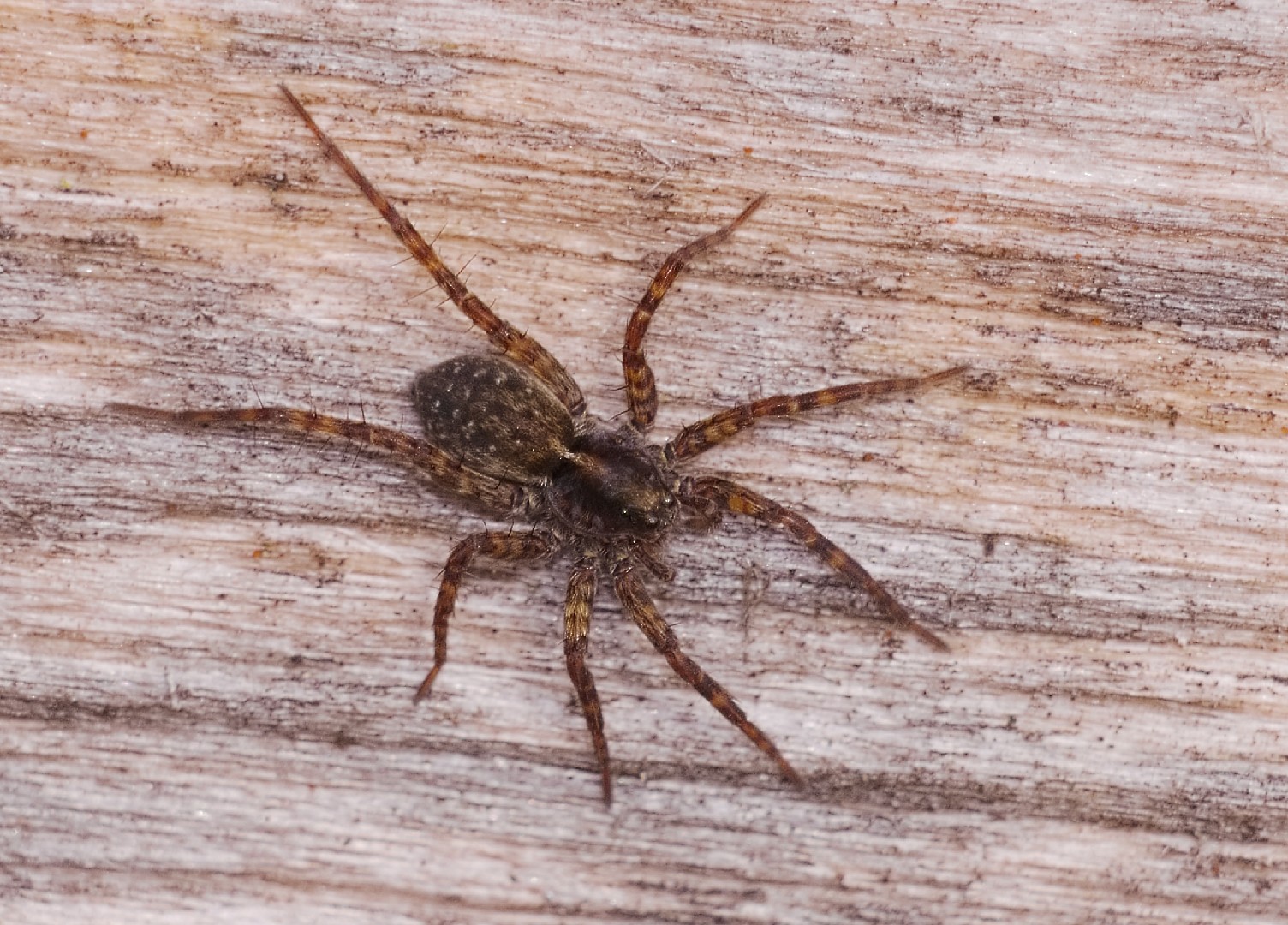 Пардоза безумная (Pardosa amentata) - Picture Insect