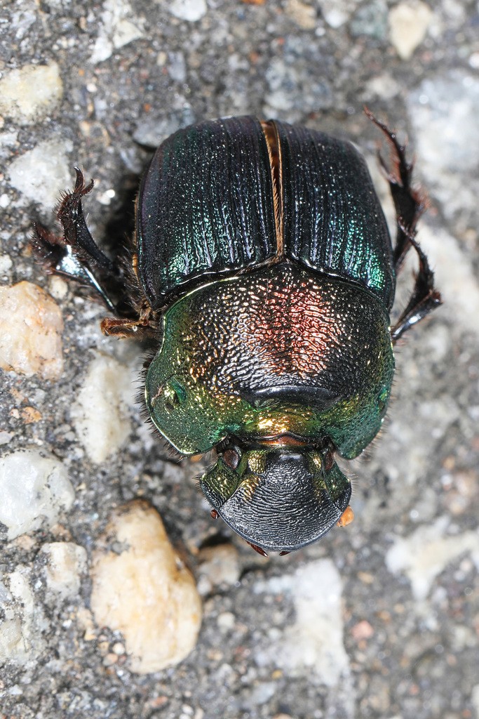 Phanaeus vindex (Phanaeus vindex) - Picture Insect