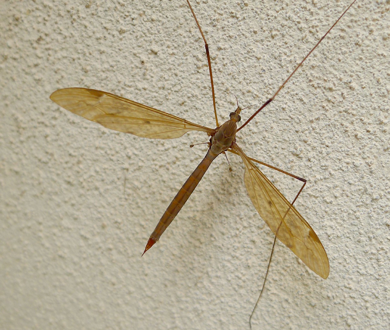 Tipula fascipennis (Tipula fascipennis) - Picture Insect