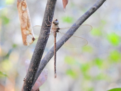 Gynacantha (Gynacantha) - Picture Insect