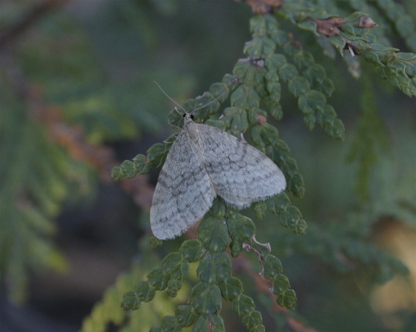 Operophtera bruceata (Operophtera bruceata) - Picture Insect