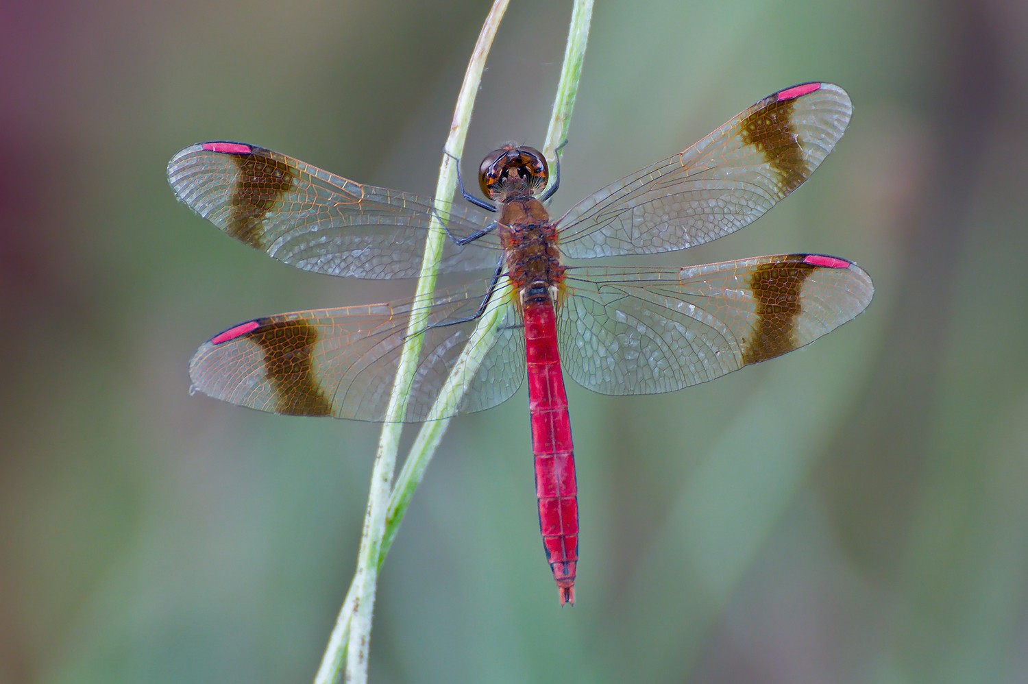 Sympetrum (Sympetrum) - Picture Insect