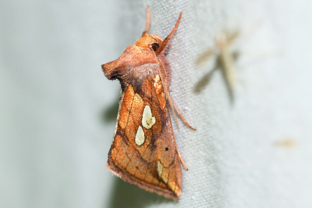 Plusia putnami (Plusia putnami) - Picture Insect