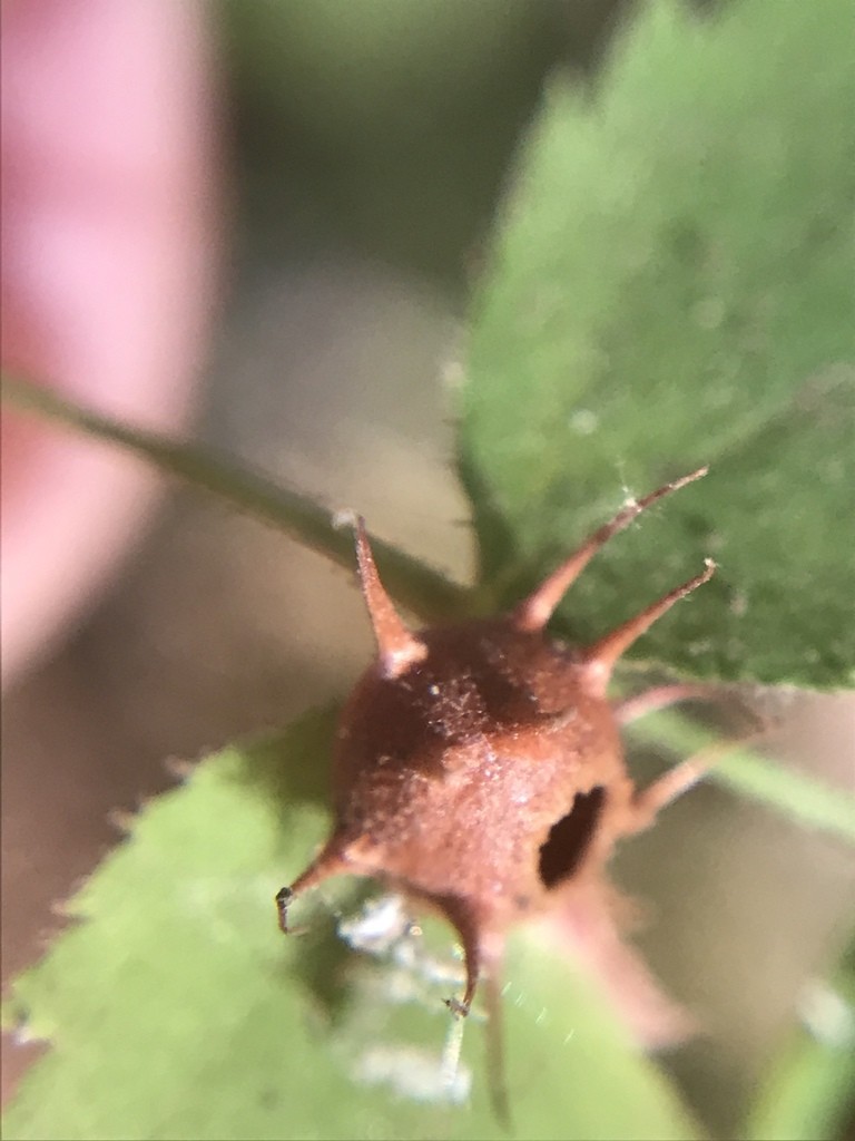 Diplolepis polita (Diplolepis polita) - Picture Insect