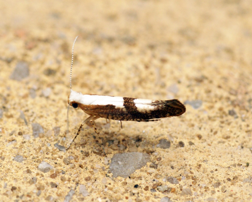 Apfelmotte (Argyresthia conjugella) - Picture Insect