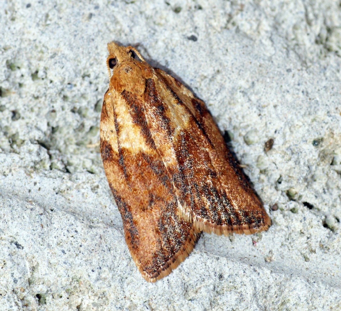 Palomilla marrón de la manzana (Epiphyas postvittana) - Picture Insect