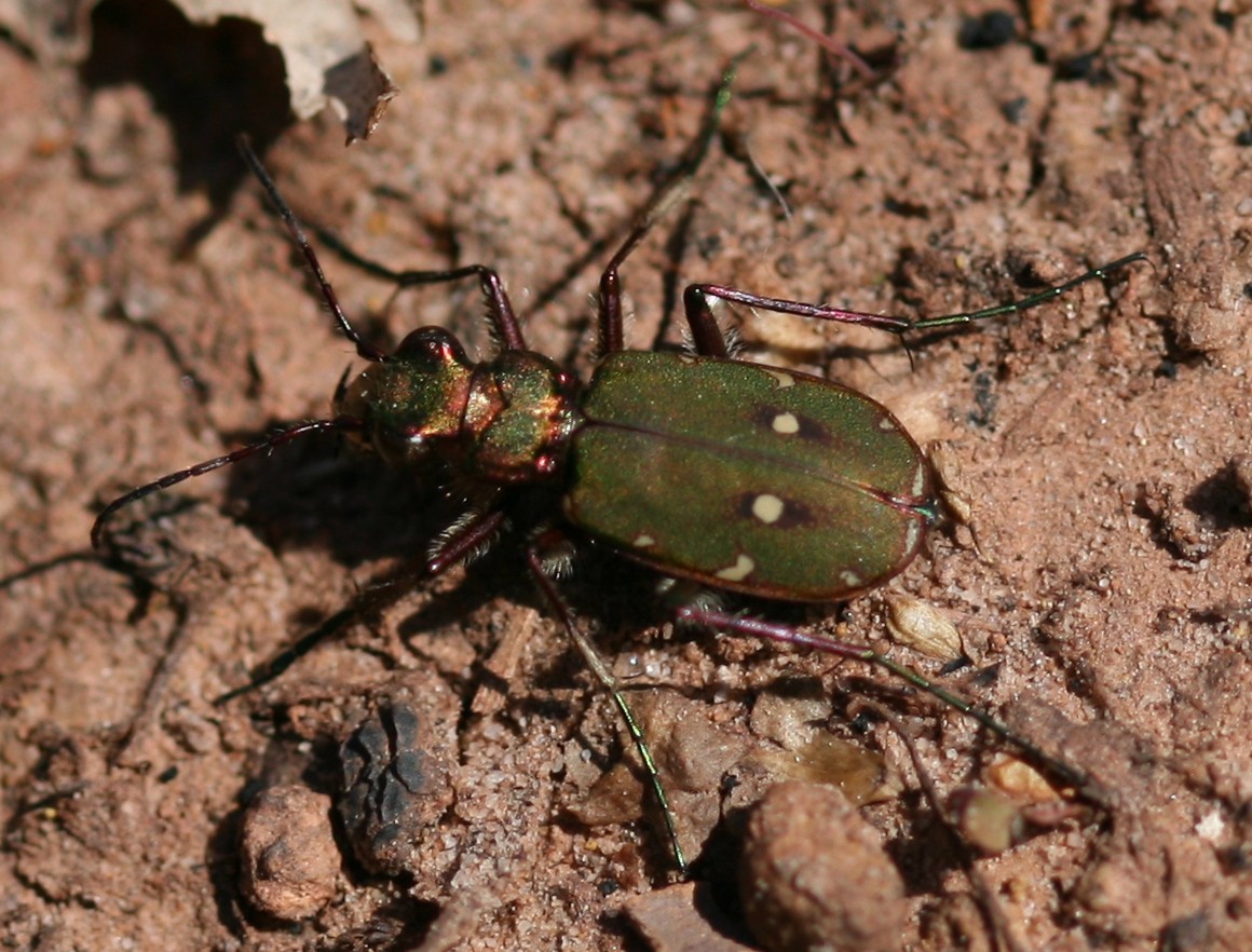 Cicindela campestre (Cicindela campestris) - Picture Insect