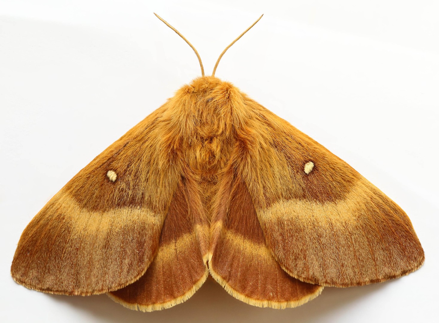 Eichenspinner (Lasiocampa quercus) - Picture Insect