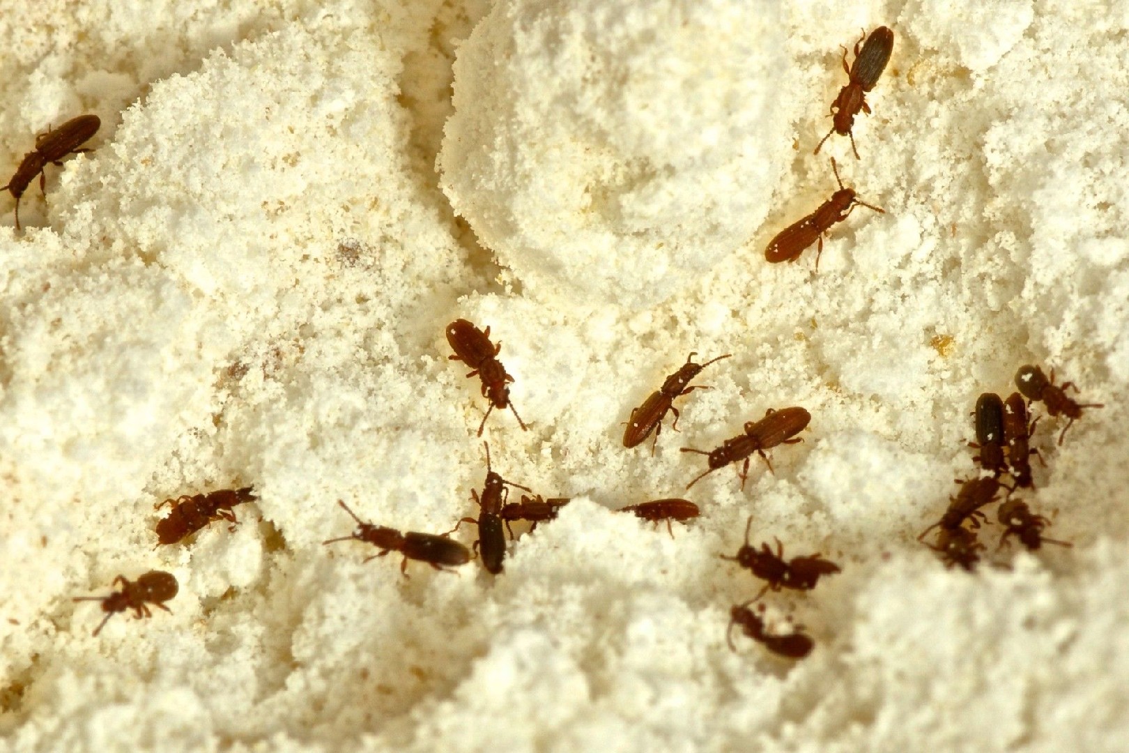 Carcoma dentada de los granos (Oryzaephilus surinamensis) - Picture Insect