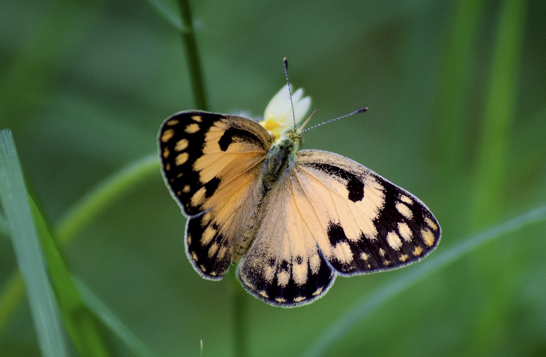 Colotis (Colotis) - Picture Insect