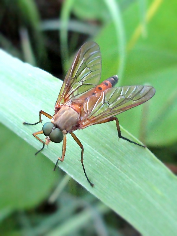 Rhagio tringarius (Rhagio tringarius) - Picture Insect