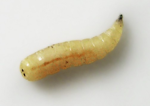 Cyclorrhapha (larva) (Cyclorrhapha (larva)) - Picture Insect
