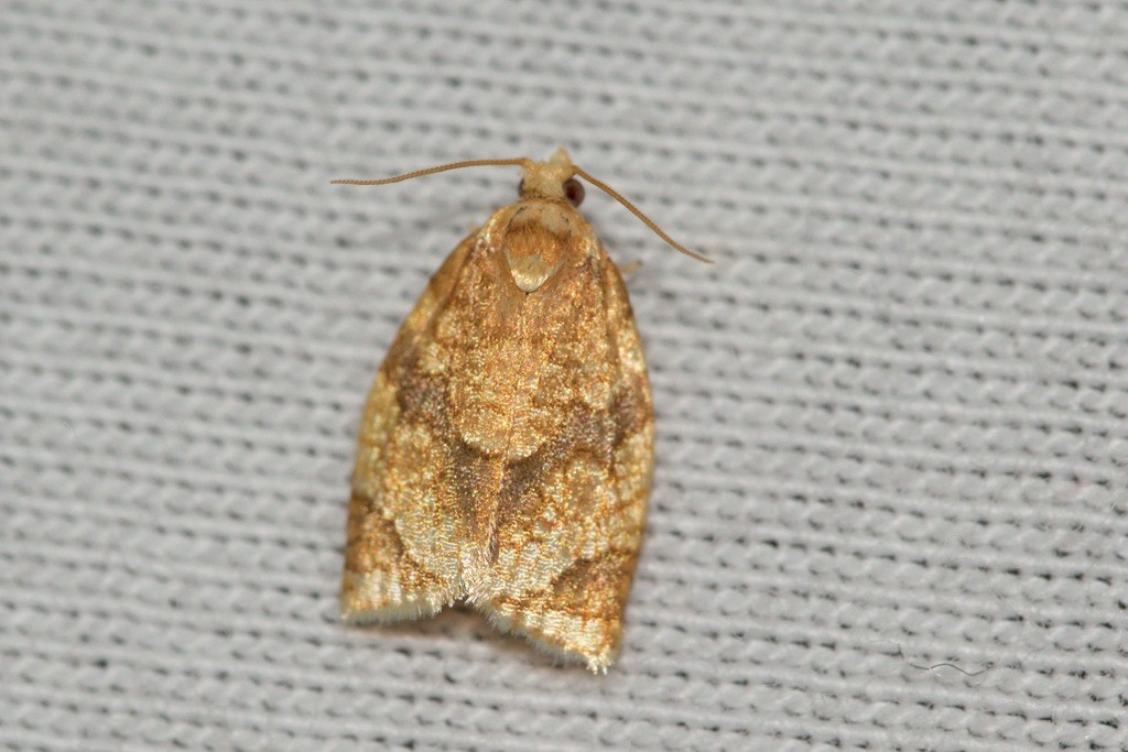 Adoxophyes negundana (Adoxophyes negundana) - Picture Insect