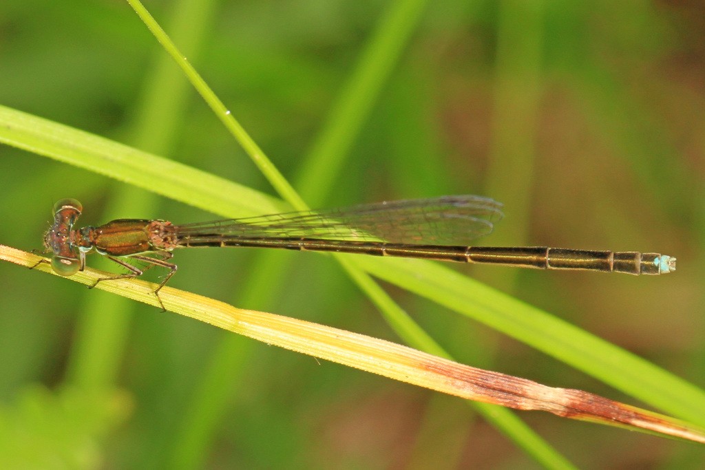 Nehalennia integricollis (Nehalennia integricollis) - Picture Insect