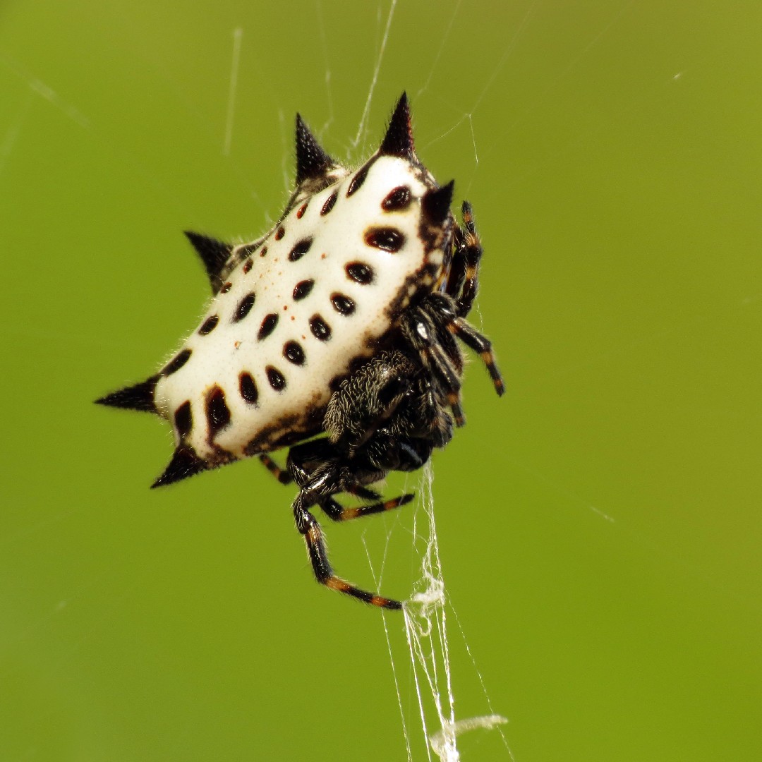 Araña tejedora espinosa asiática ¿Cómo identificarlo? - Picture Insect