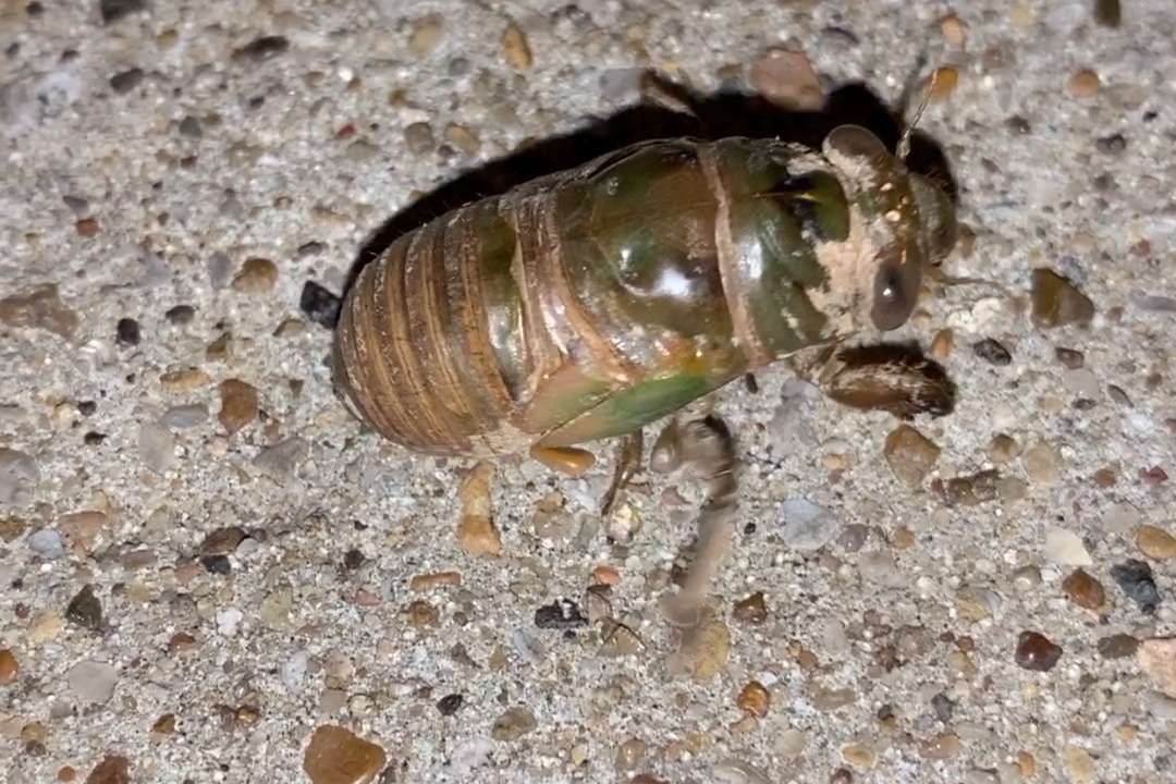 Neotibicen superbus ¿Cómo identificarlo? - Picture Insect