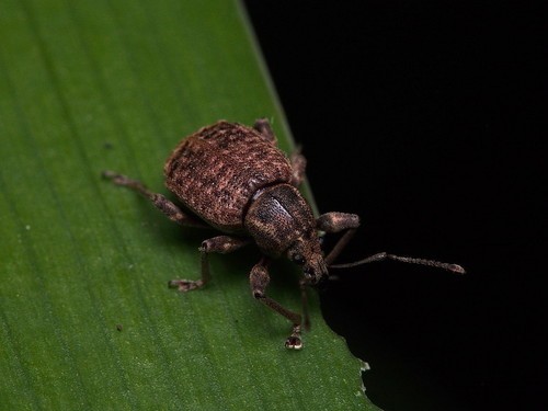 Phlyctinus callosus (Phlyctinus callosus) - Picture Insect