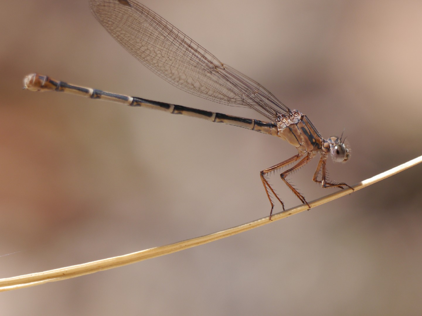 Azulilla de arroyo (Argia lugens) - Picture Insect