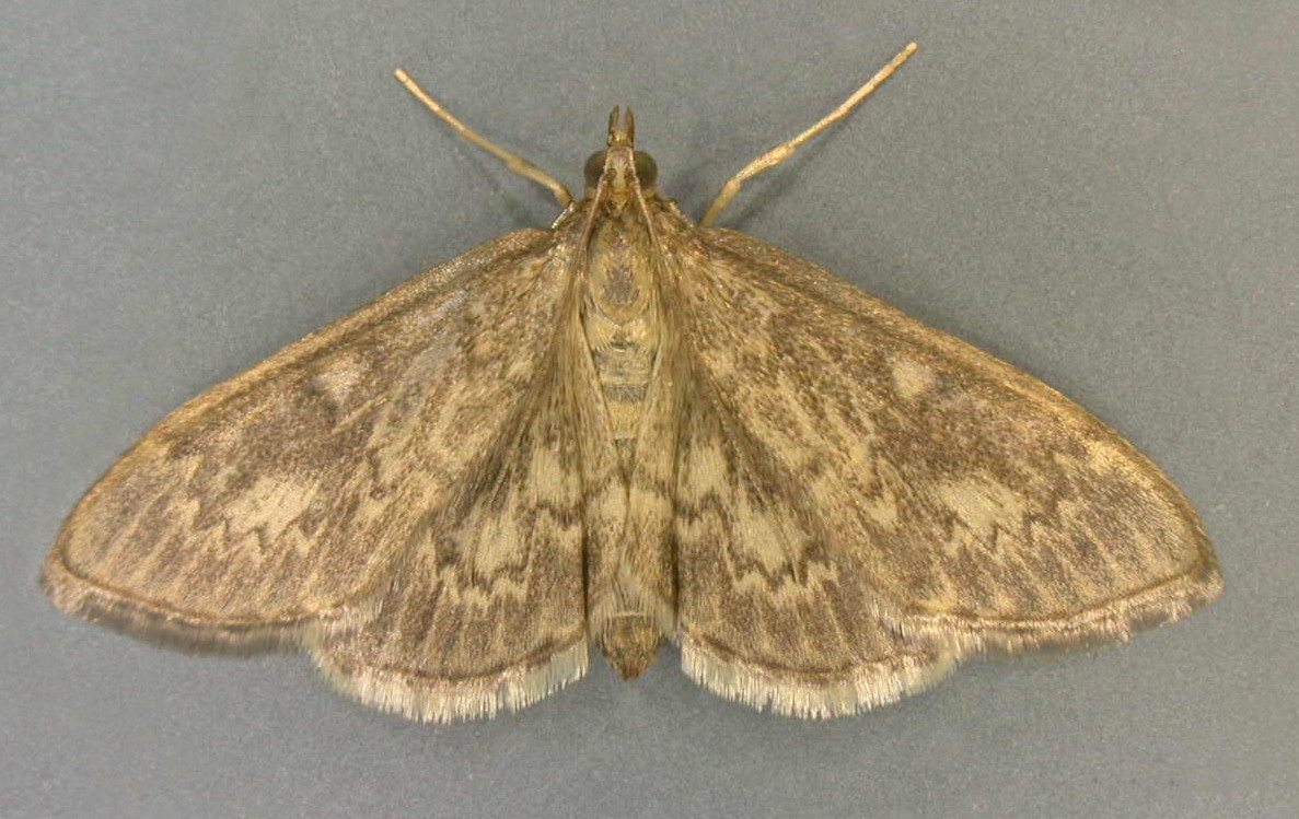 Anania (Anania) - Picture Insect