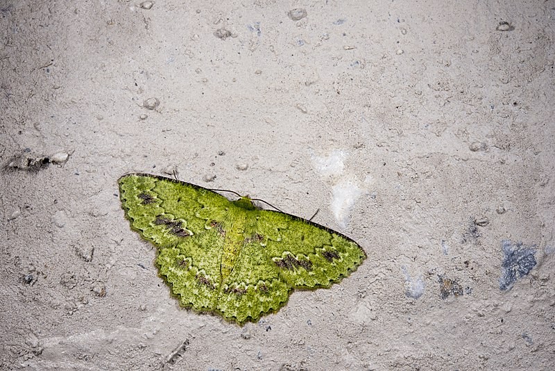 Herochroma (Herochroma) - Picture Insect