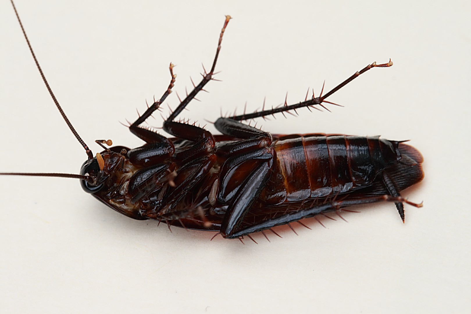 Periplaneta (Periplaneta) - Picture Insect