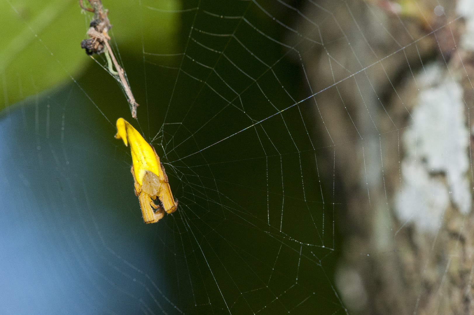 Arachnura melanura (Arachnura melanura) - Picture Insect